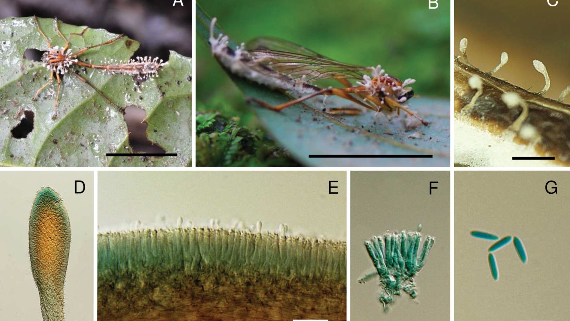 New brain-hijacking ‘zombie virus’ species that inspired ‘Last of Us ...
