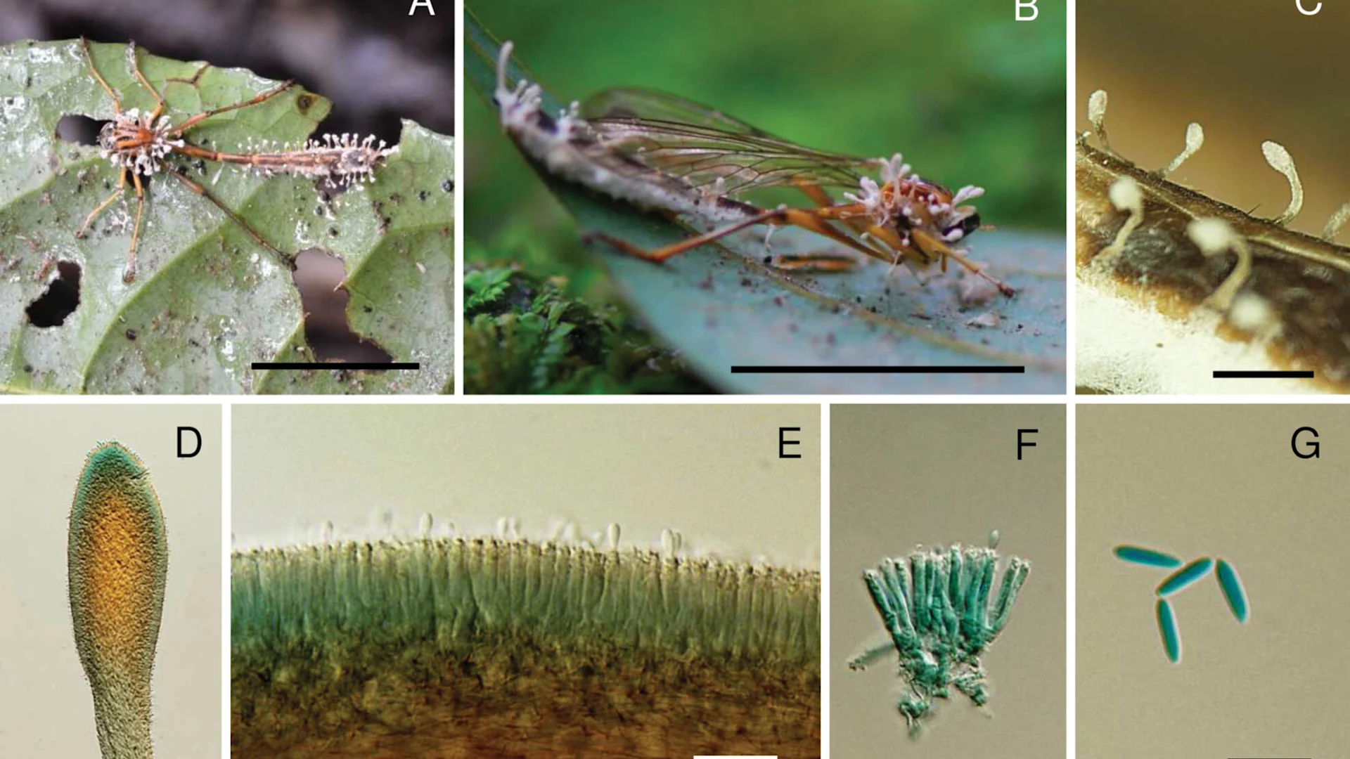 New brain-hijacking ‘zombie virus’ species that inspired ‘Last of Us ...