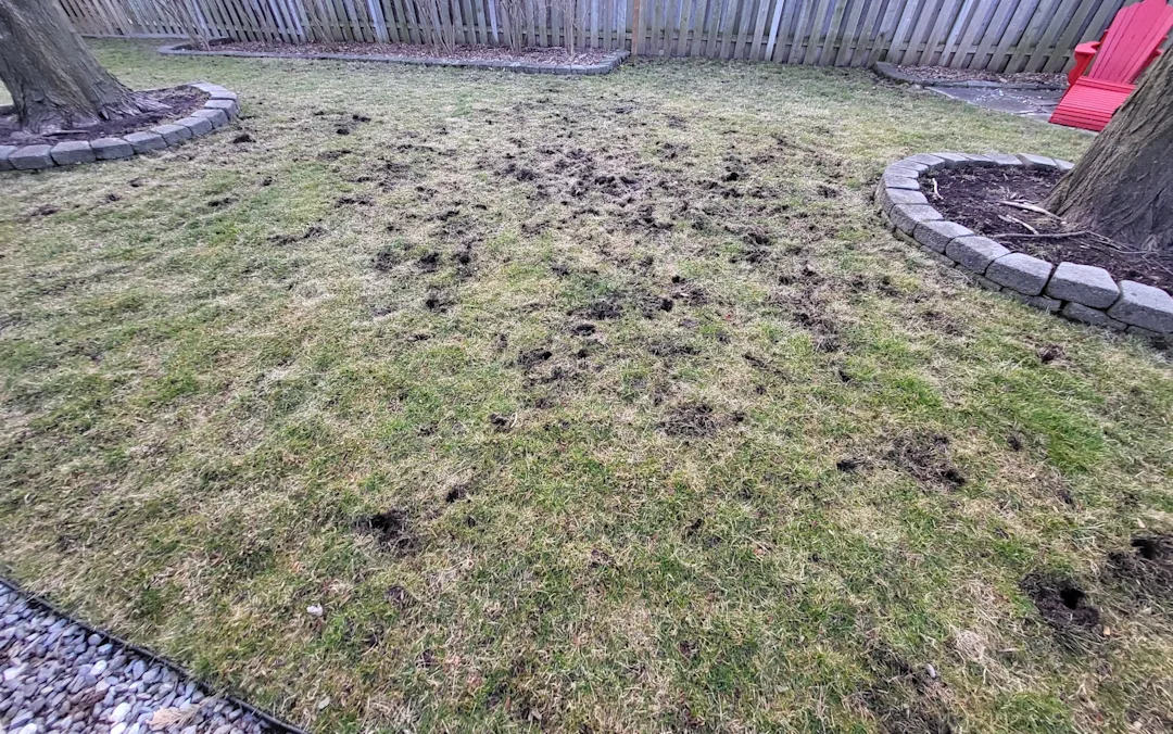 Find random holes in your yard? Here's what could be causing them - The ...