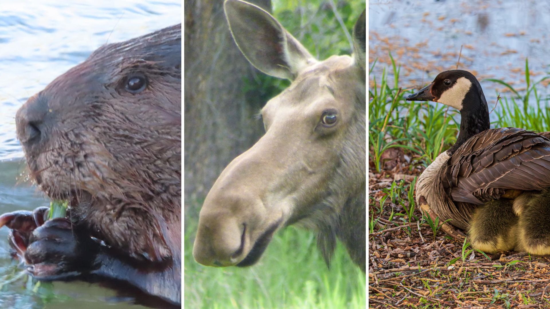 The top 5 Canadian animals for Canada Day - The Weather Network