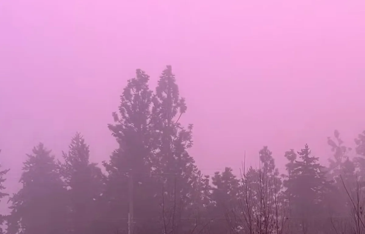 Purple haze, don't know why? Here's the science behind the colourful ...