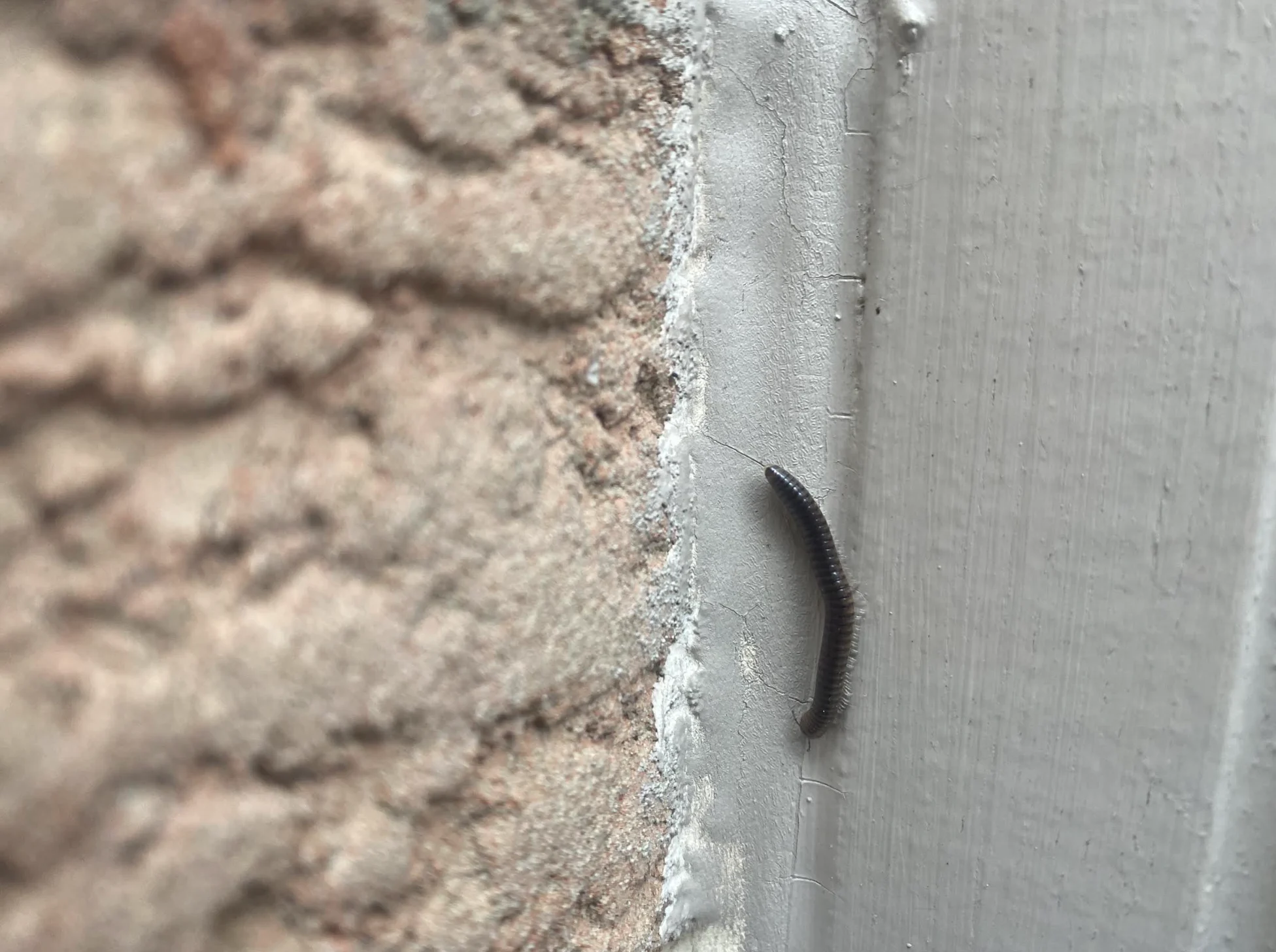 Meet the tiny, 'worm-like' creatures you've been seeing around your ...