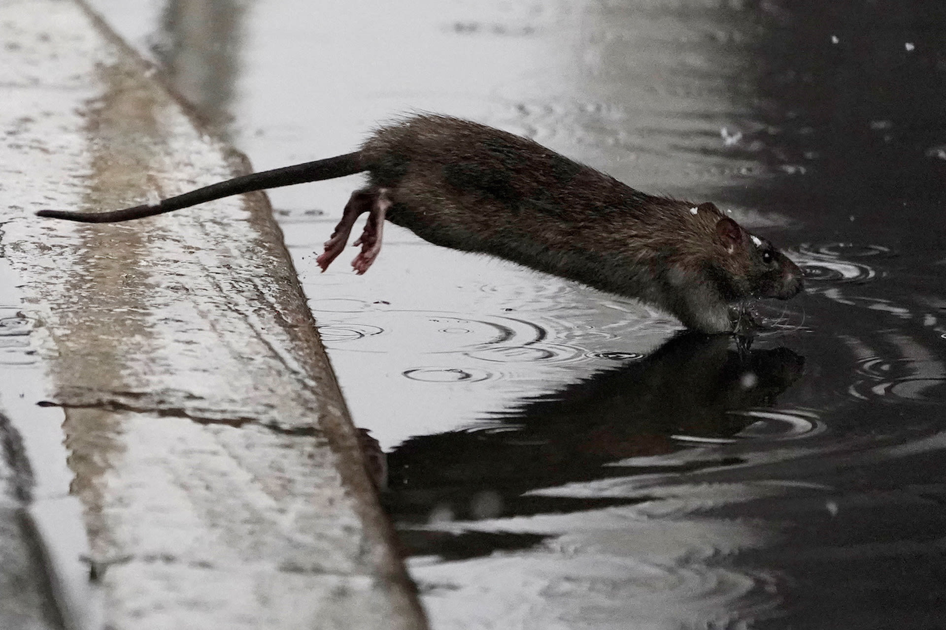 Rodents beware: New York City hires first 'rat czar' - The Weather Network