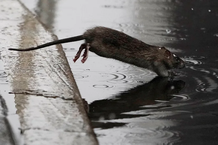 Climate change helping rats thrive in Canada, experts say - The Weather ...