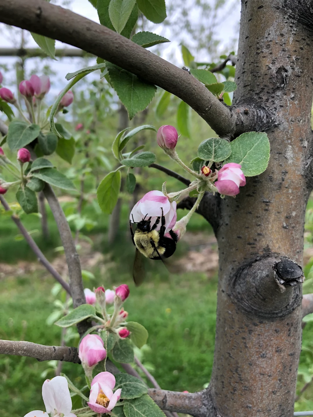 This resilient bee defies logic and can avoid watery death for a week ...