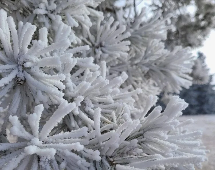 Warm winds finally end Alberta’s epic rime ice event - The Weather Network