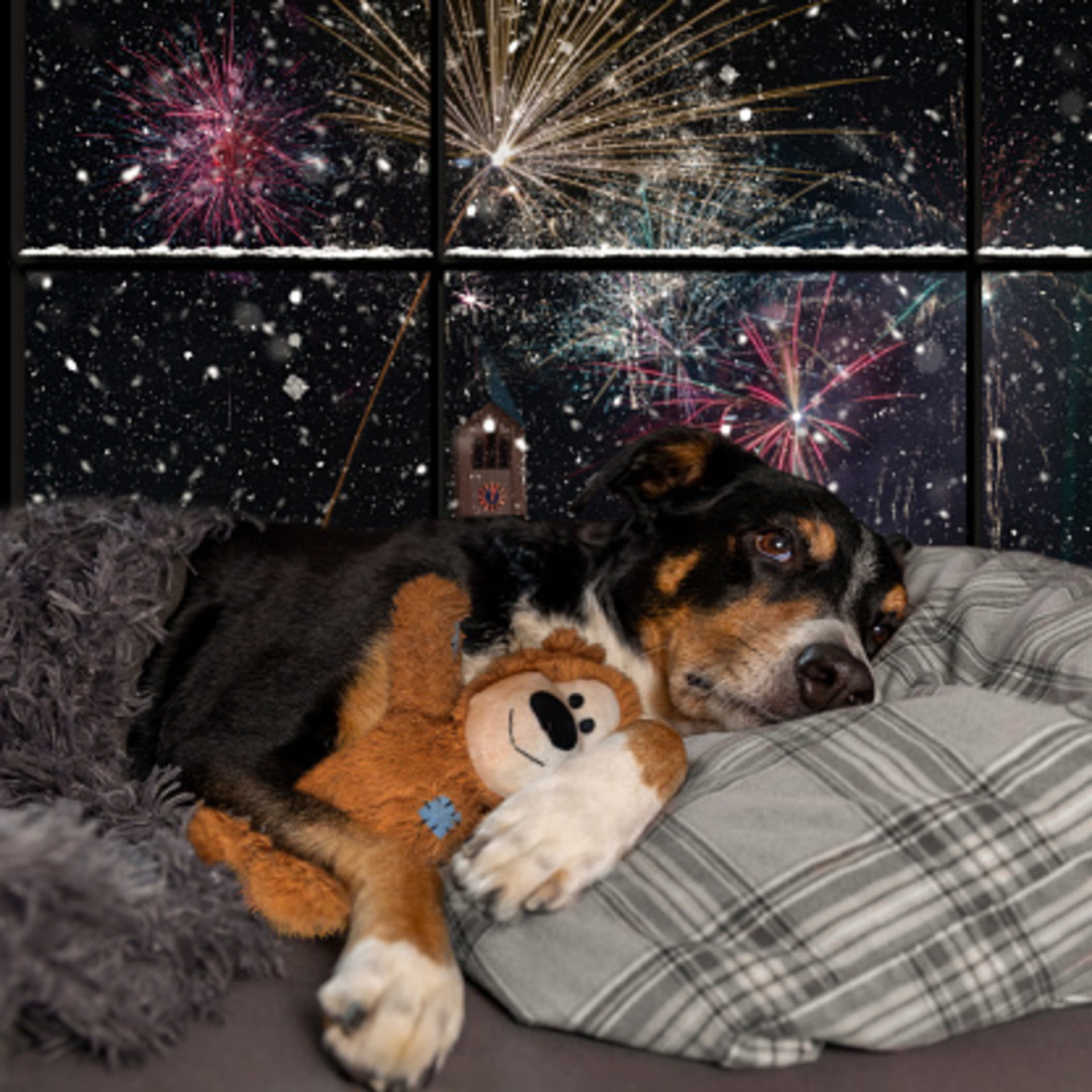Here's how fireworks harm wildlife, and what you can do instead - The ...
