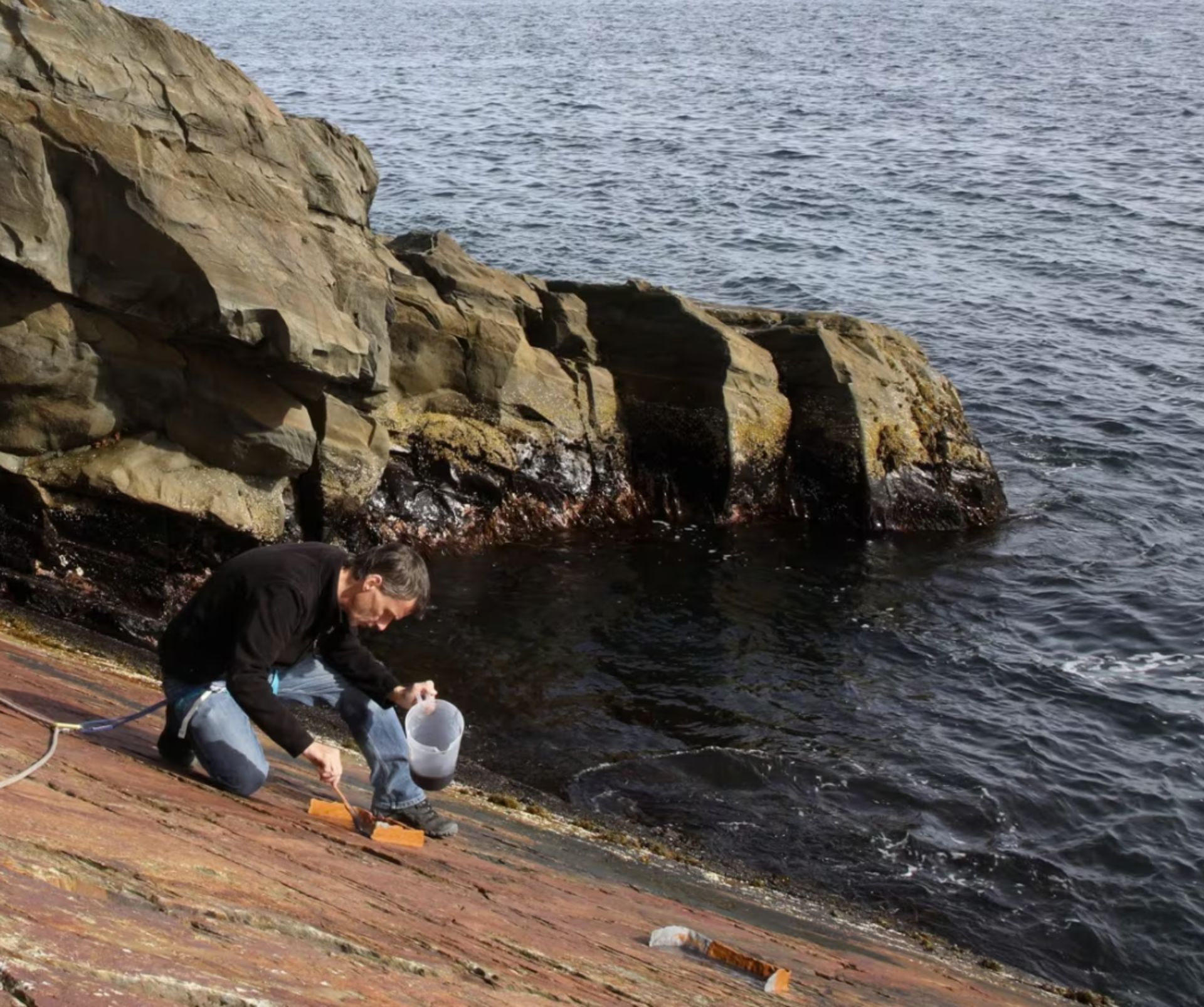570-million-year-old fossil provides a glimpse of jellyfish history ...