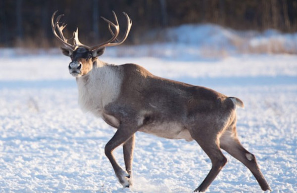 Less snow, more rain affecting Labrador caribou, study says - The ...