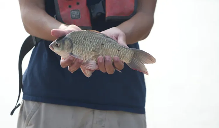 Goldfish, traps, and currents: Inside Canada’s fight against invasive ...