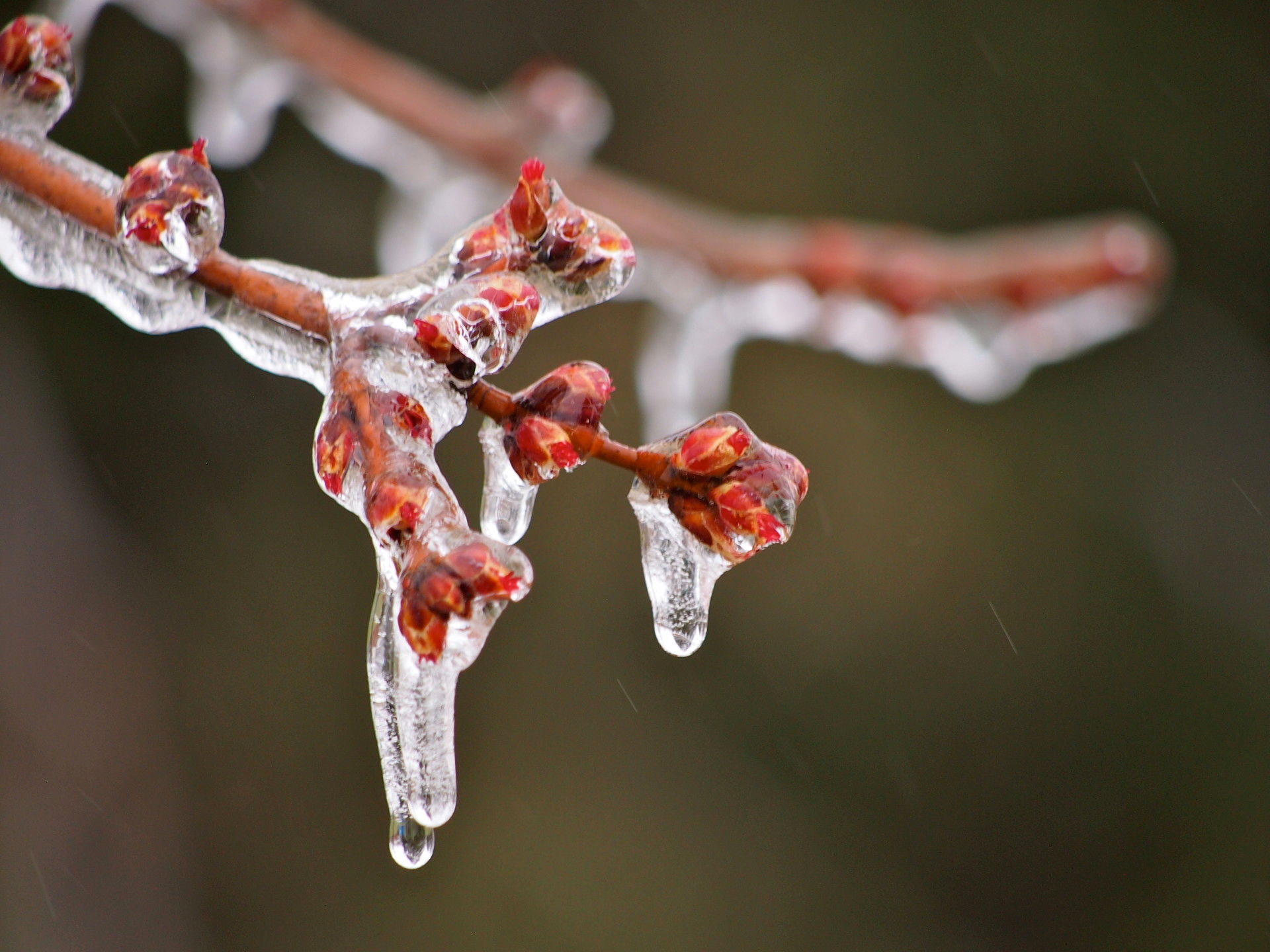 Tomorrow's Weather Ottawa (Dec 29): Freezing Rain & Snowy Winds - The ...