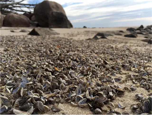 'Razor-sharp shells': Invasive mussels are threatening Okanagan's ...
