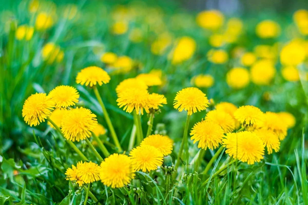 It's peak dandelion season. Here's how long it will last - The Weather ...