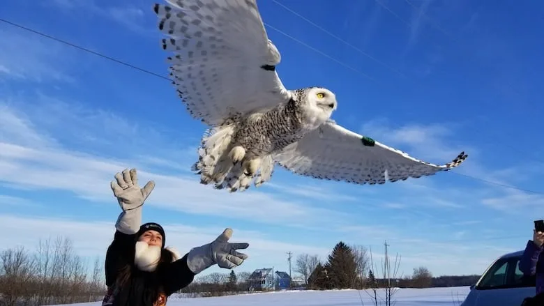 Snowy owl labelled threatened by expert group, and humans are primarily ...