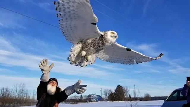Snowy owl labelled threatened by expert group, and humans are primarily ...