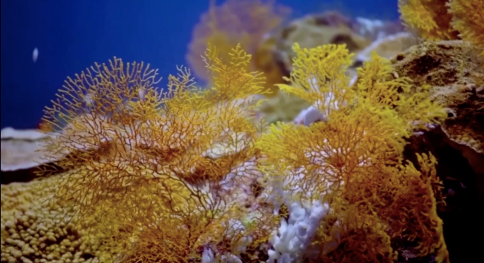 How clouds protect coral reefs, but will not be enough to save them ...