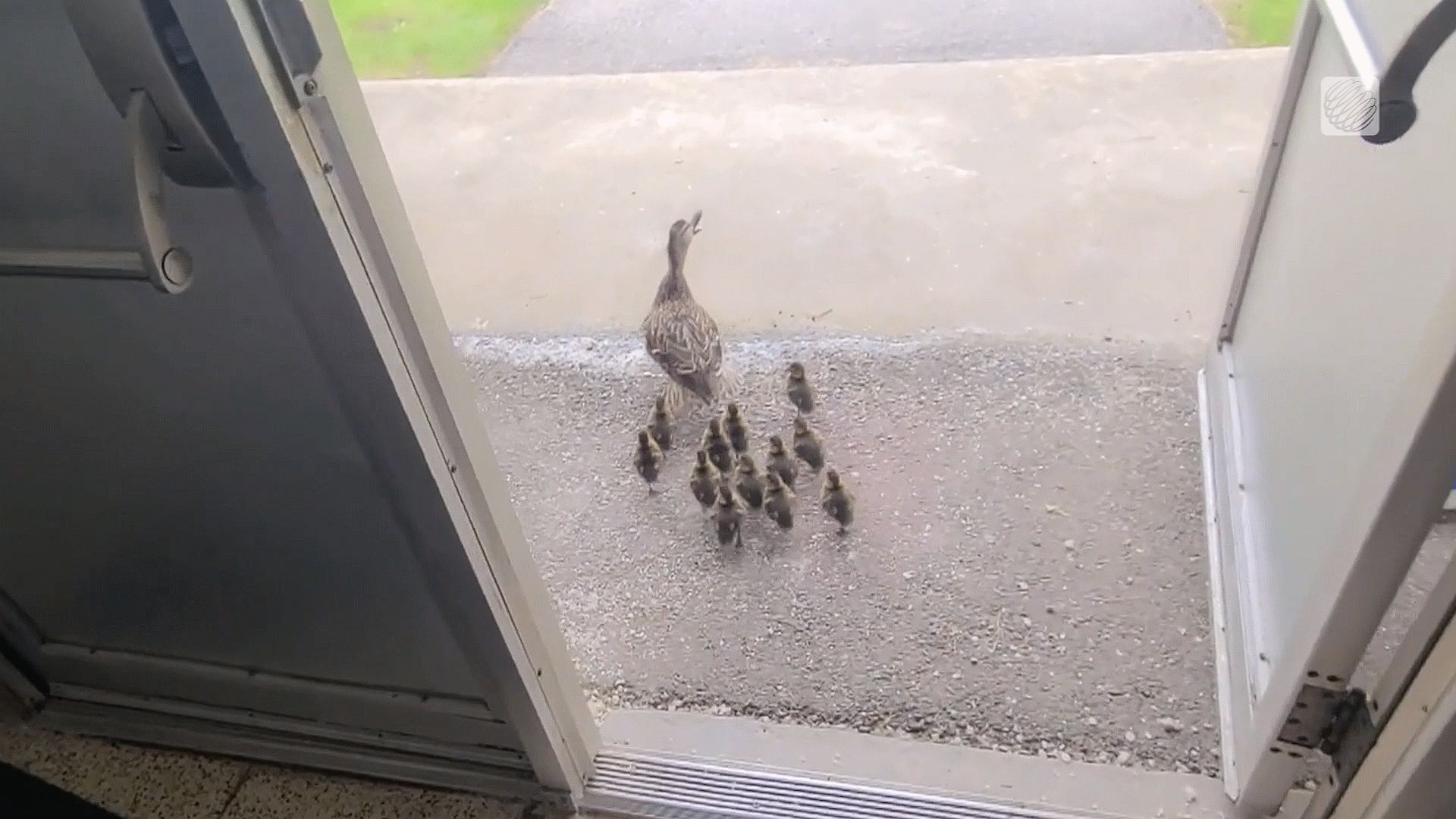 Ducks waddle through school after nesting in courtyard - The Weather ...