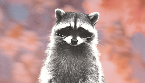 New Toronto bylaw prohibits feeding wildlife on public and private ...