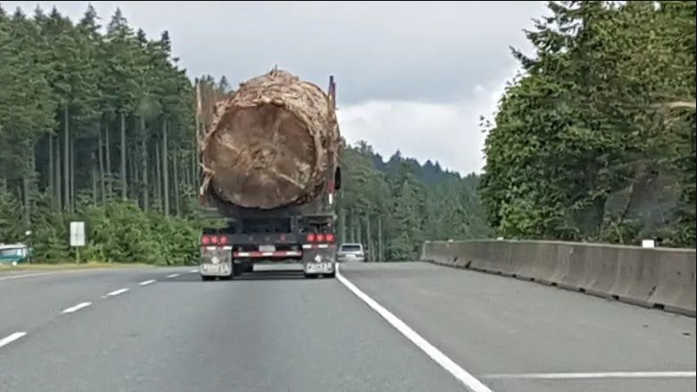 Photo of massive tree being hauled down B.C. highway sparks global ...