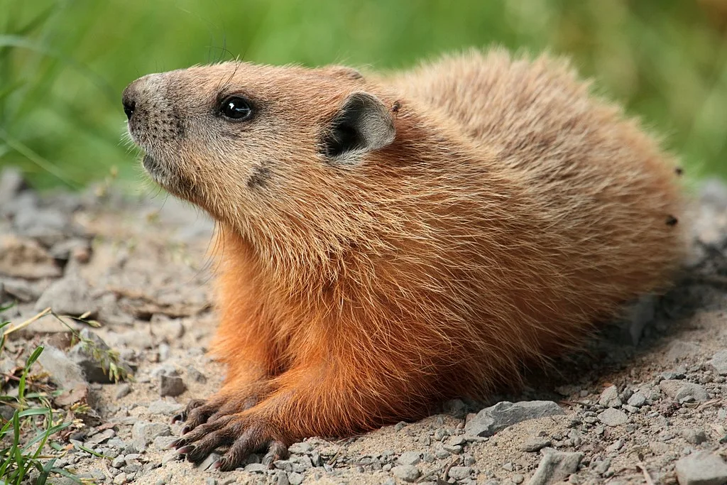 Get to know Canada's most famous groundhogs - The Weather Network