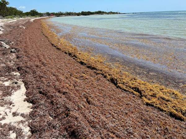 Green Invasion: 8,000-km carpet of seaweed heads toward southern U.S ...