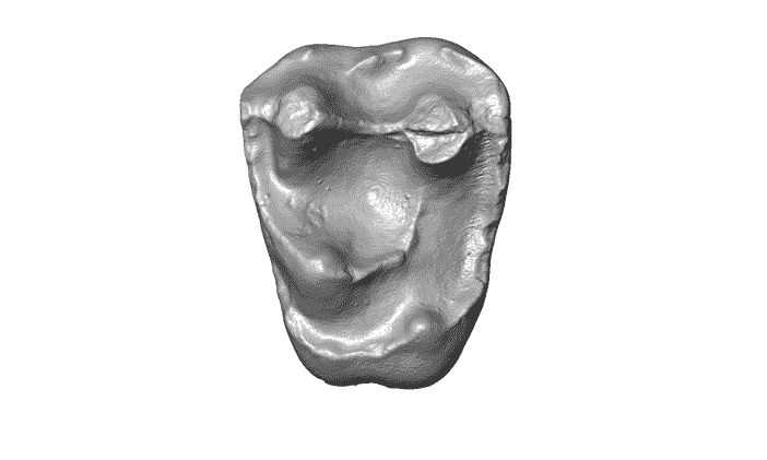 18-million-year-old hamster-sized monkey fossil discovered in Peru ...