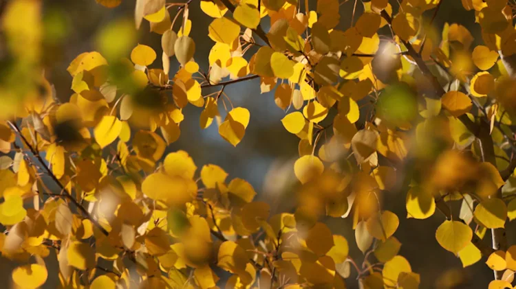 The threat to Alberta's iconic aspen trees and the fall colours they ...