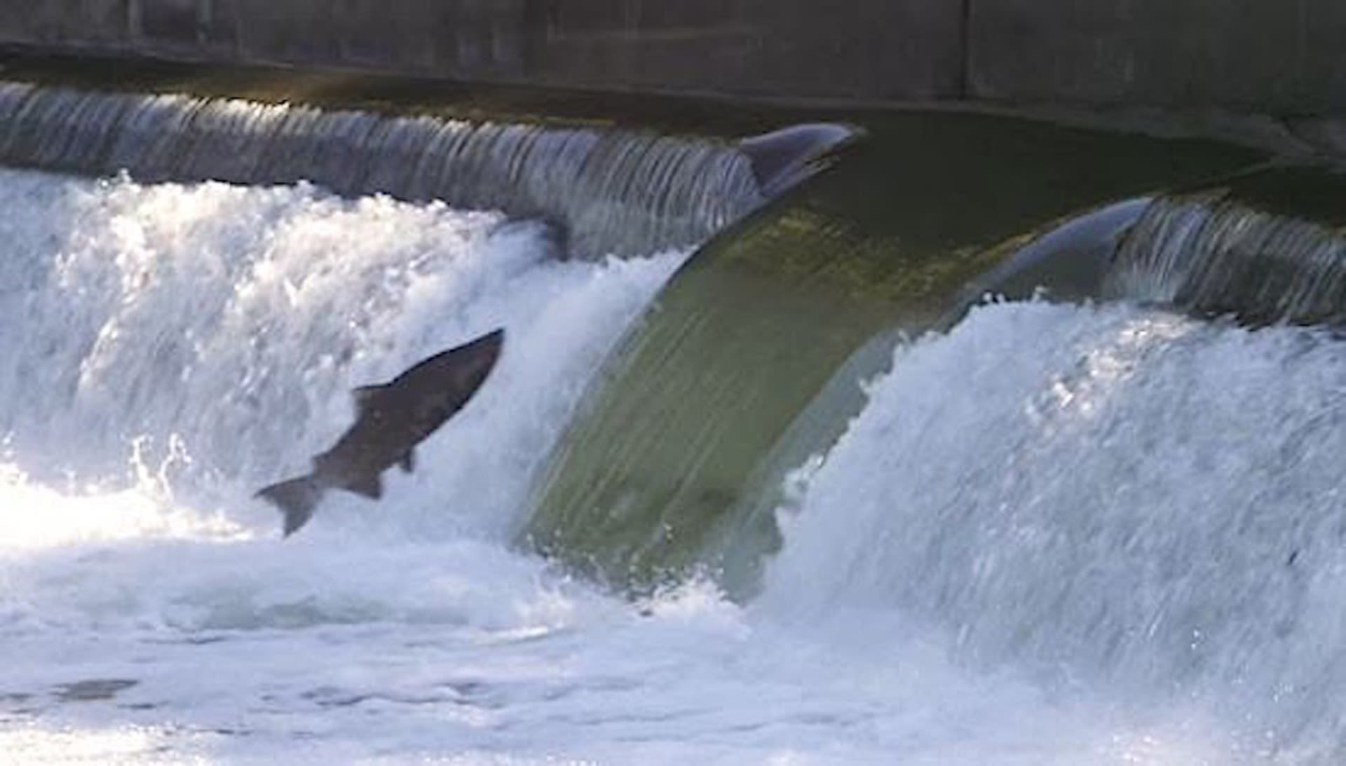Flying fish: Annual chinook salmon migration underway in the GTA - The ...
