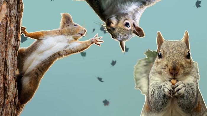 Fall is a busy time for squirrels. Here's what they're up to - The ...
