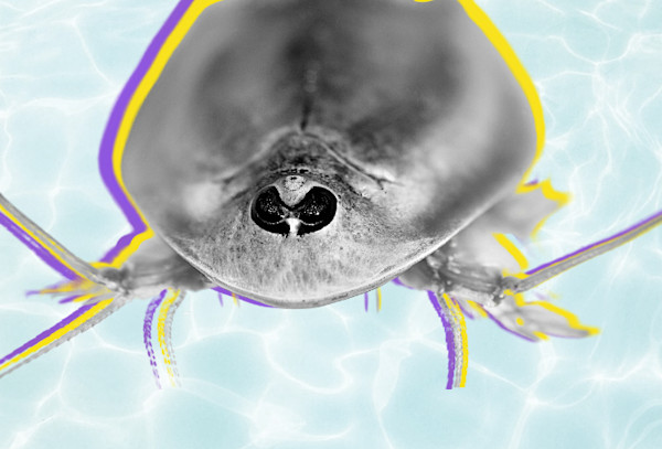 Arizona monsoon causes dormant eggs of three-eyed "prehistoric shrimp ...