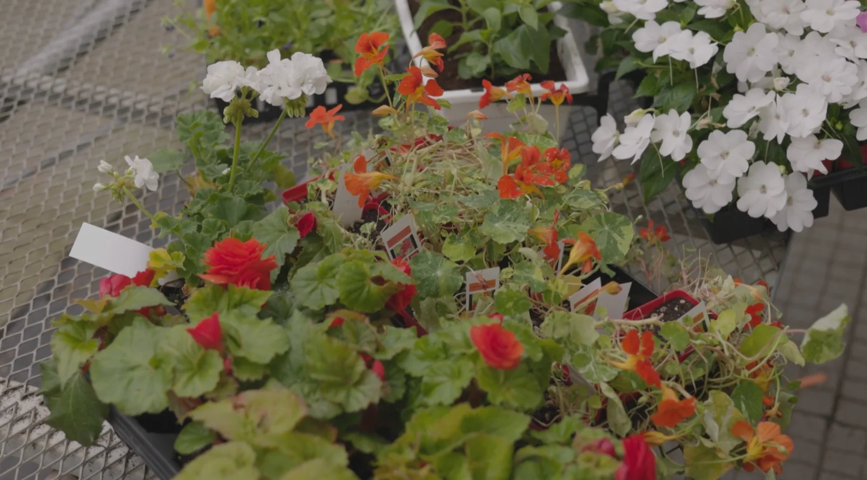Une petite fringale? Grignotez dans votre bac à fleurs! - MétéoMédia