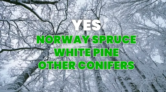 Here are the best times to prune your trees this year - The Weather Network