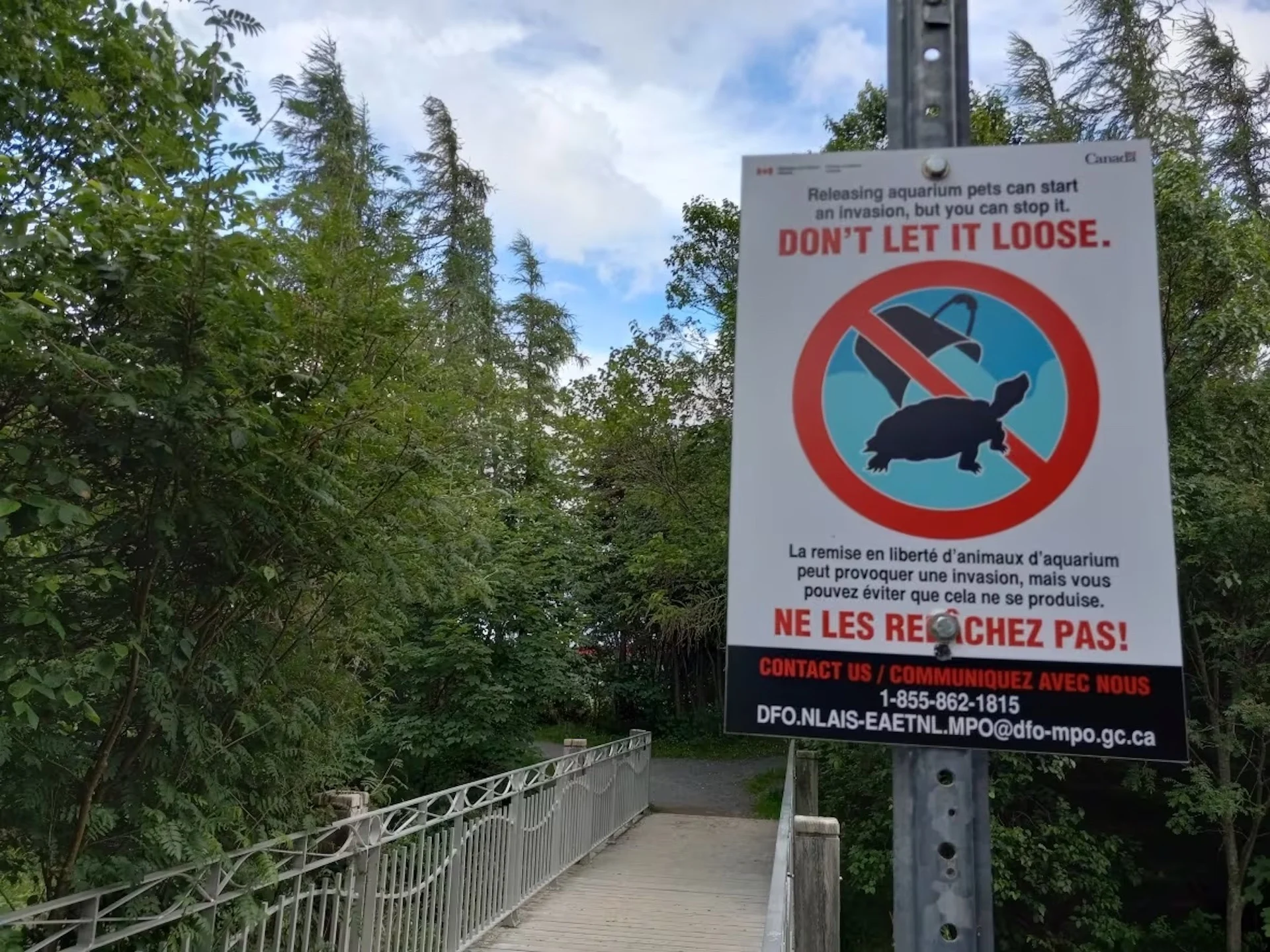 Thinking of turning your pet turtle loose in the great outdoors? Shell ...