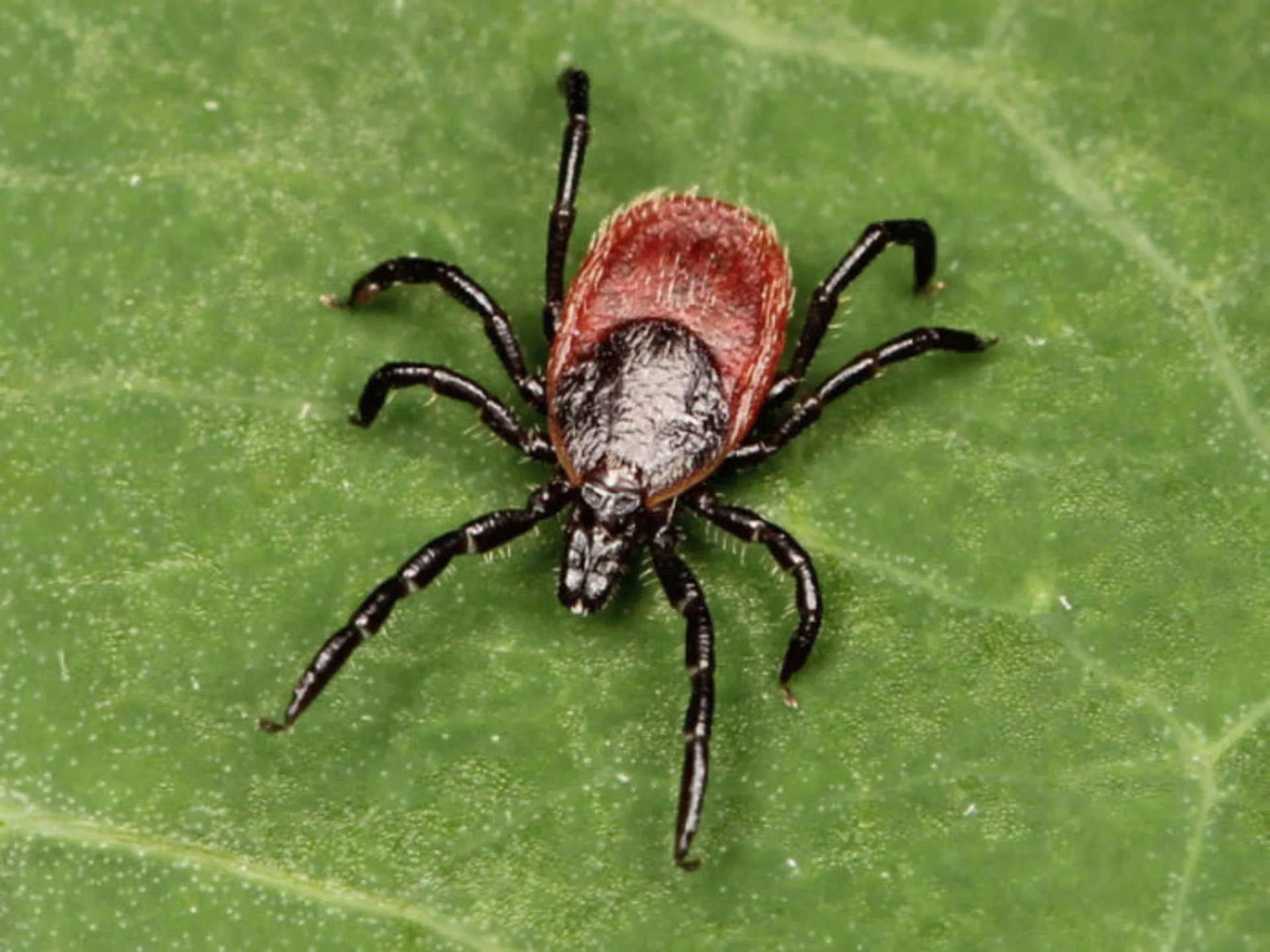 Need help identifying a tick you found? There's an app for that - The ...