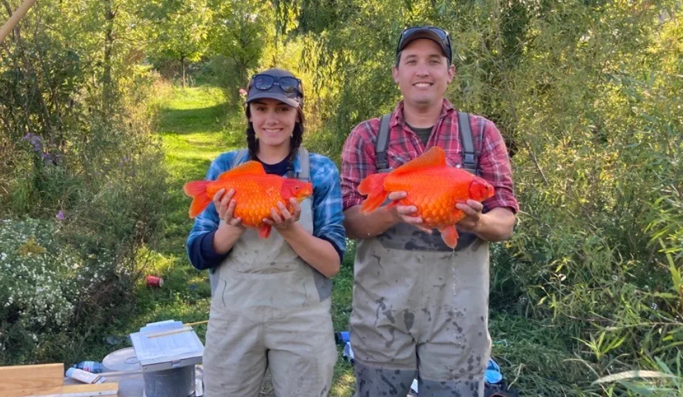 Football-sized goldfish cloning themselves in B.C., Ontario waters ...