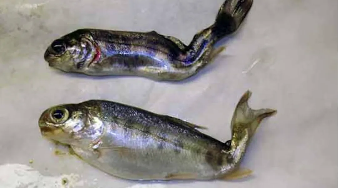 Whirling disease found in another Alberta watershed - The Weather Network