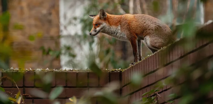 Animal News - The Weather Network