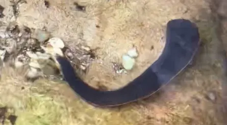 Cooling off in the lake? Here's how to handle leeches - The Weather Network