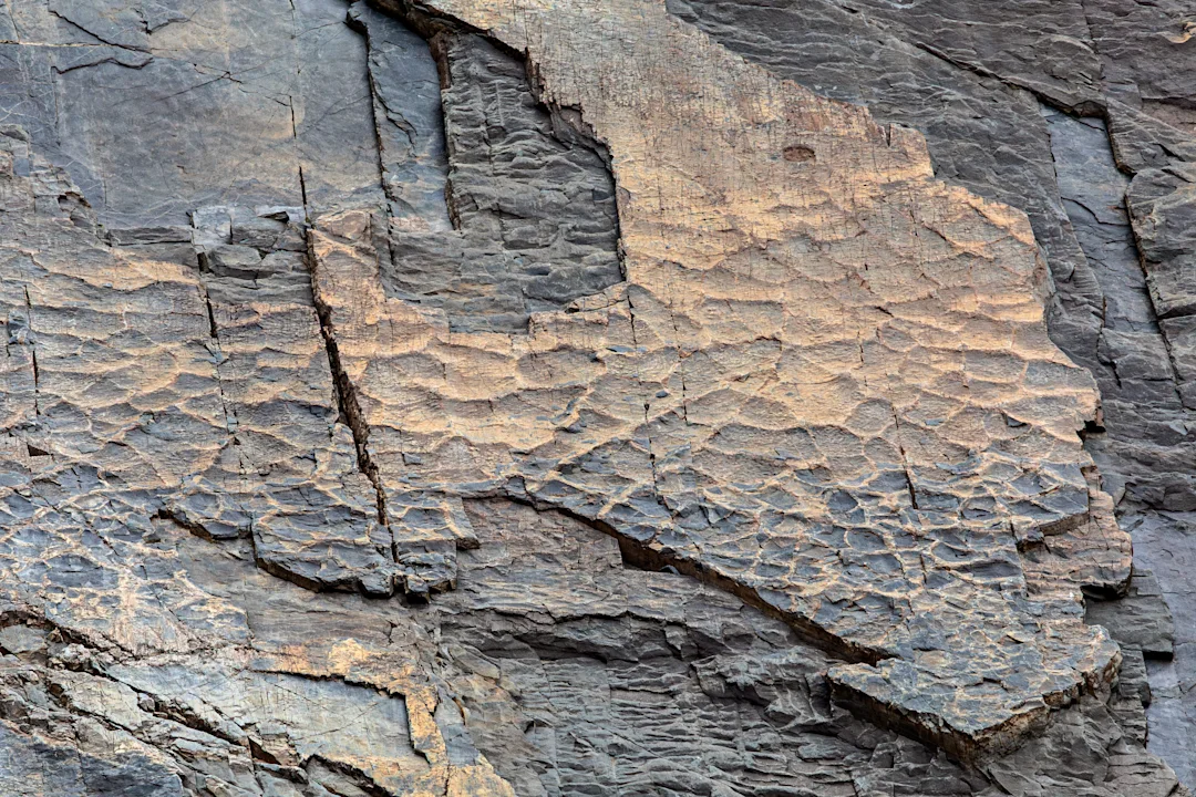Hiker stumbles on previously-hidden, 280-million-year old ecosystem ...