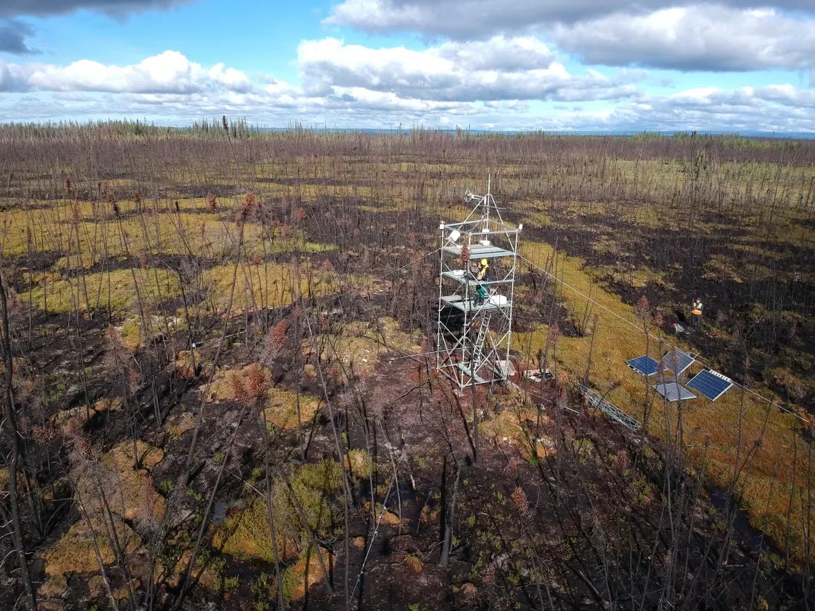 Wildfires send Canada's carbon emissions soaring. Our peatlands emit ...