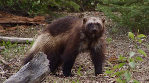 Have you ever seen a wolverine? Why researchers want to know - The ...