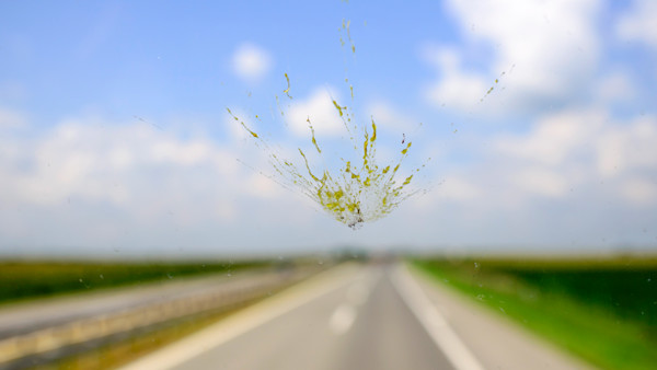 Fewer dead bugs on your windshield is actually a bad sign for insects ...
