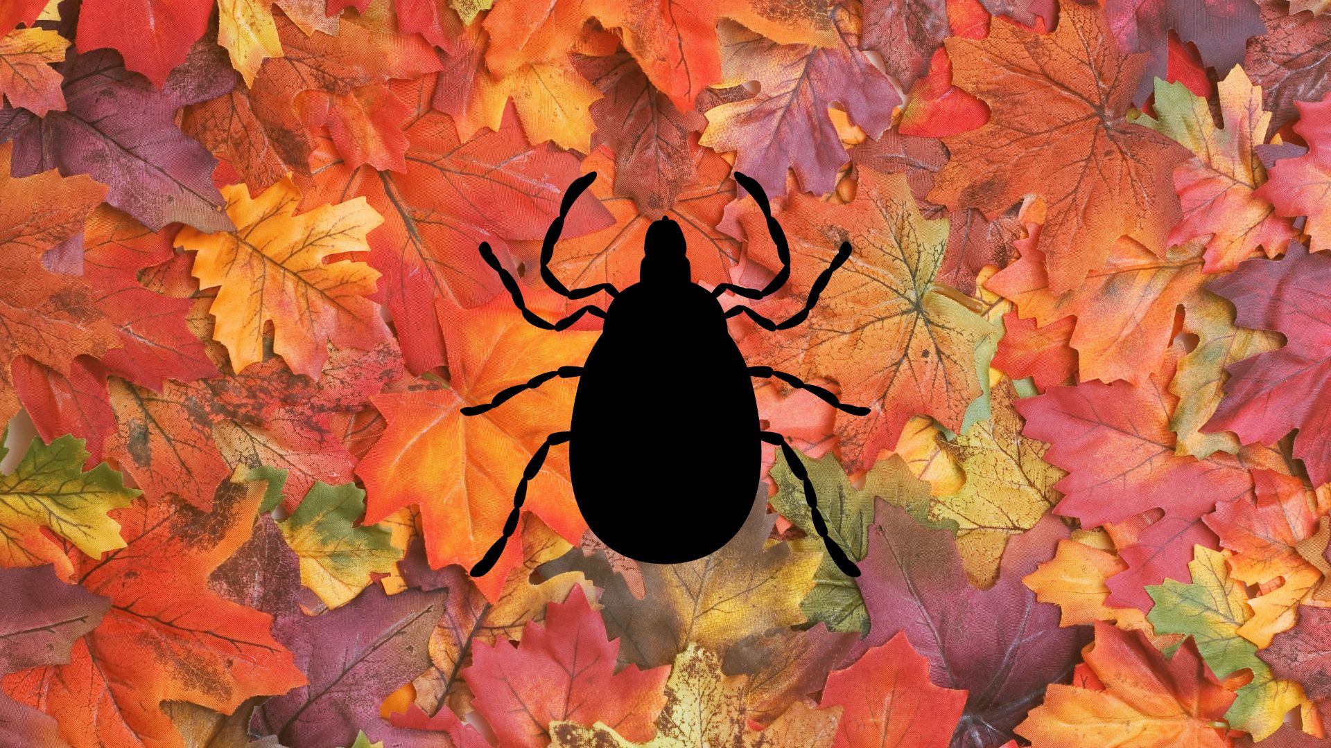 Friendly reminder: Ticks are still active in fall - The Weather Network