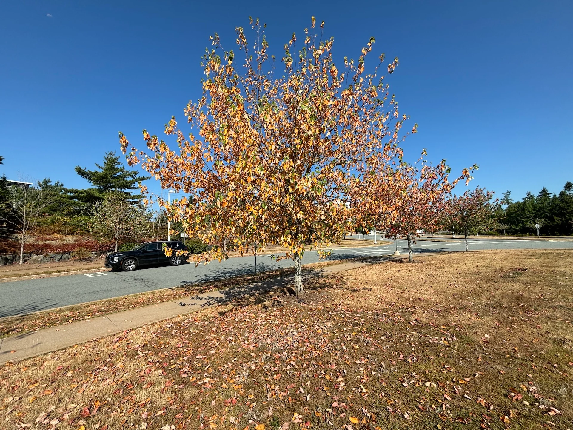Why Nova Scotia may see fall colours earlier than usual this year - The ...