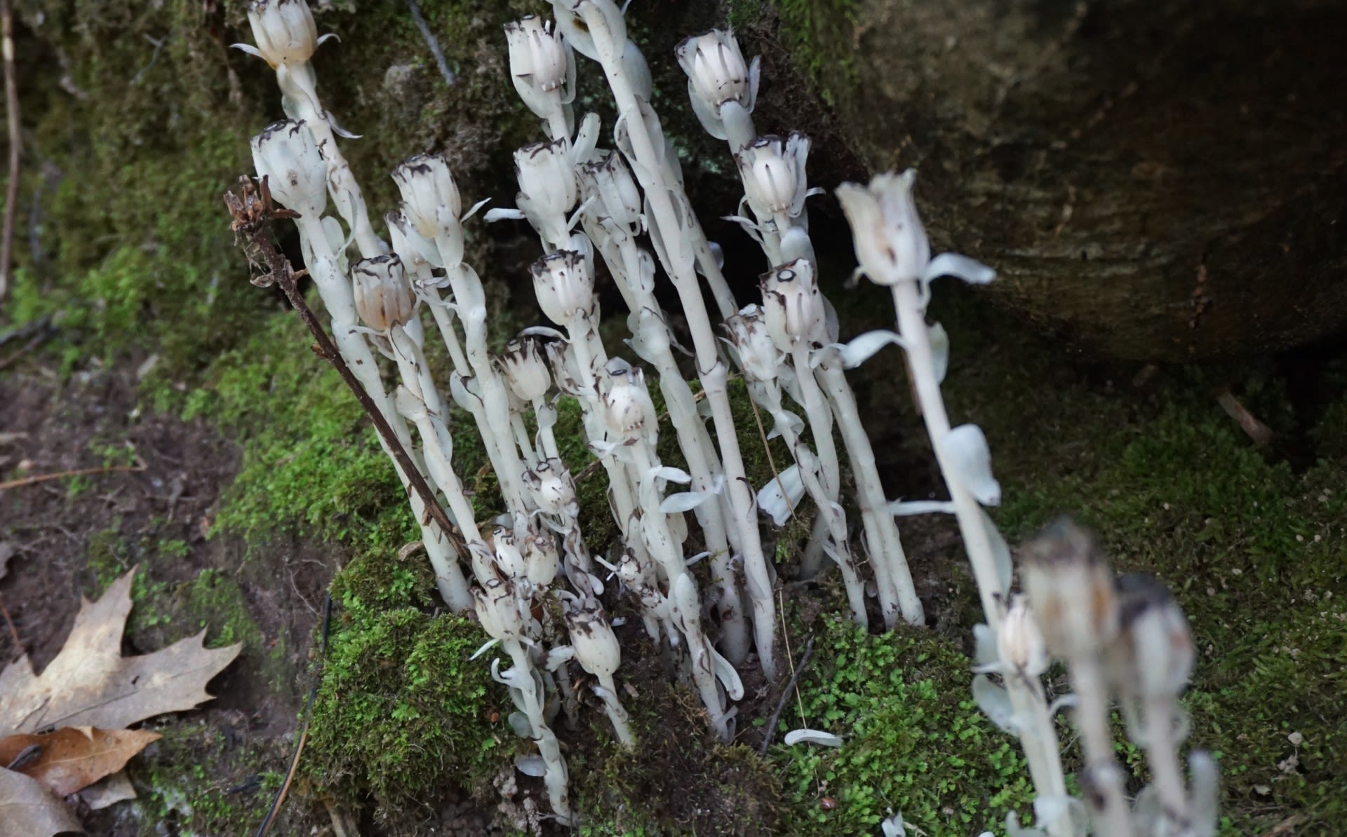See the 'spooky' flowers that only bloom for a few days in Canada - The ...