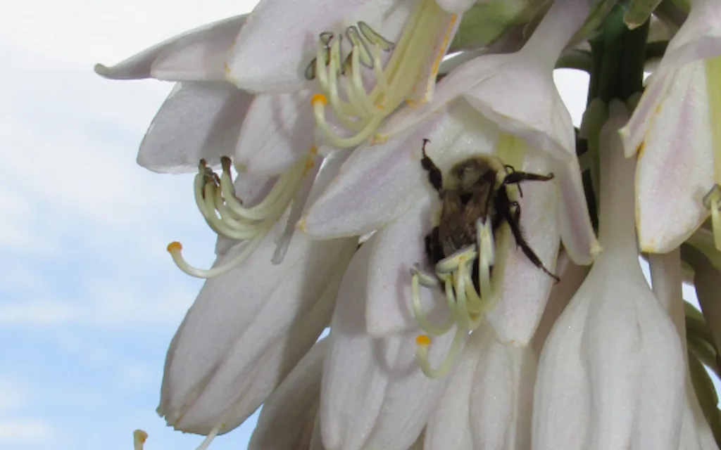 Pollinator Park: What a world without pollinators could look like - The ...
