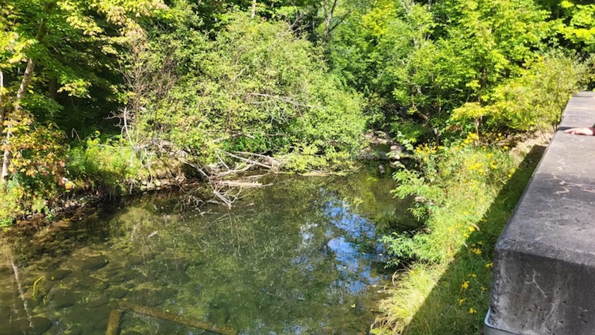 With N.S. brooks and streams drying up from drought, some fish are ...