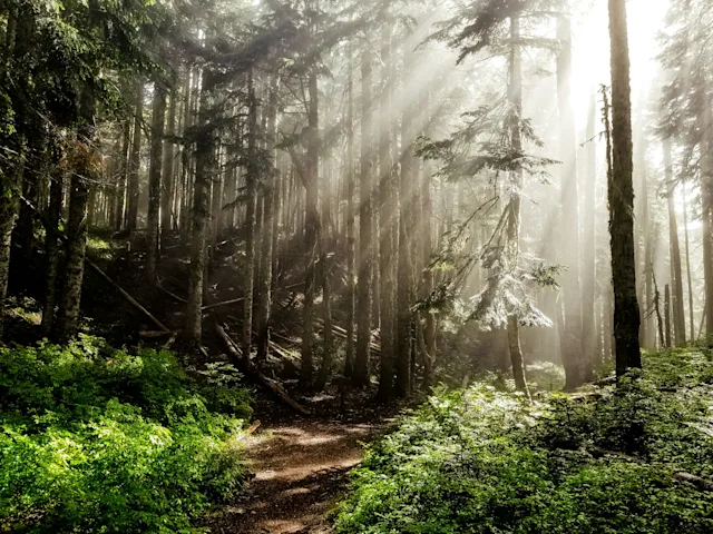 World Environment Day theme points to nature as key to planet's future ...