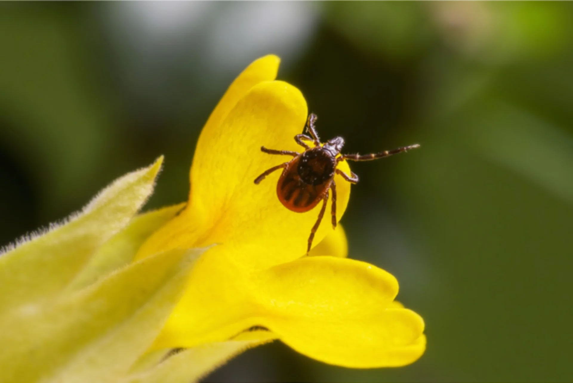 Need help identifying a tick you found? There's an app for that - The ...