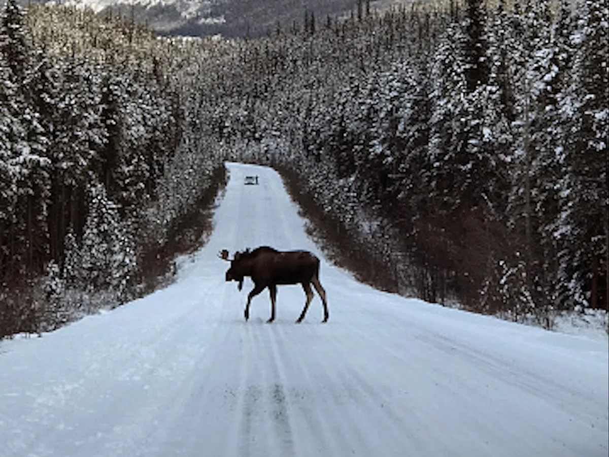 Why winter risks for moose collisions are higher - The Weather Network